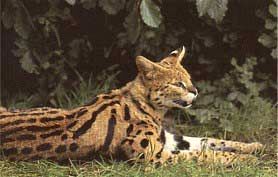 The Serval - Savannah Kittens Cats Savannahcat and Wildcats Servals